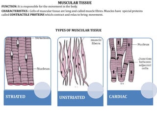 Human Tissue & its types | PDF