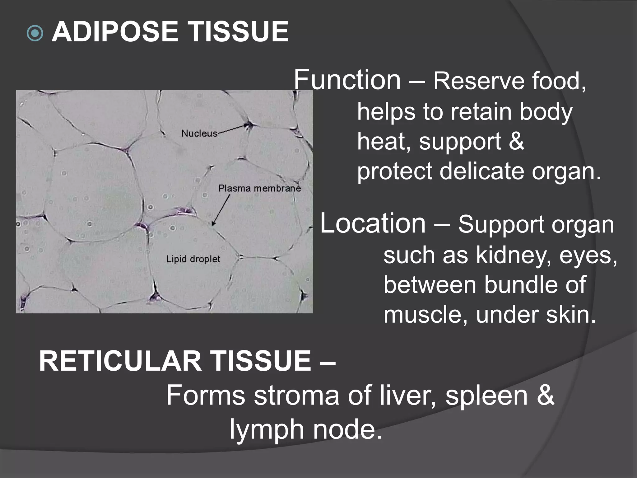 Tissue level of organization.pptx