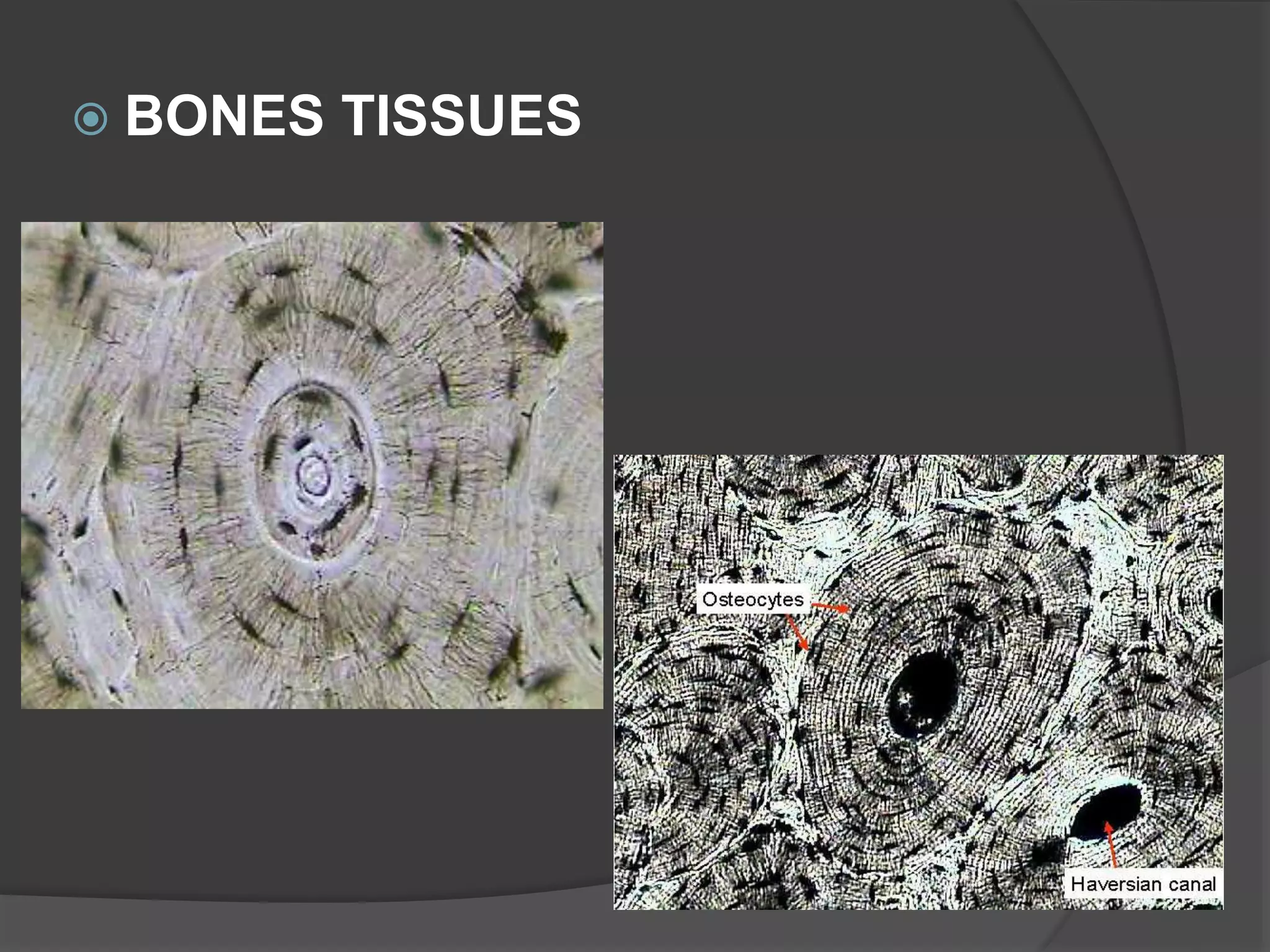 Tissue level of organization.pptx