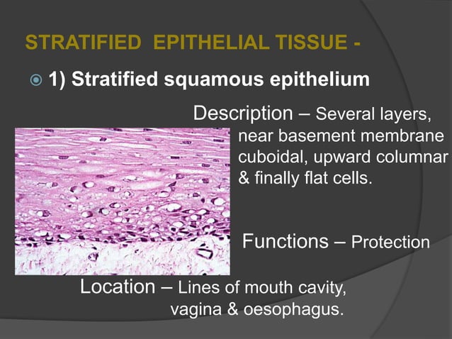 Tissue level of organization.pptx | Free Download