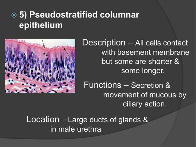 Tissue level of organization.pptx | Free Download