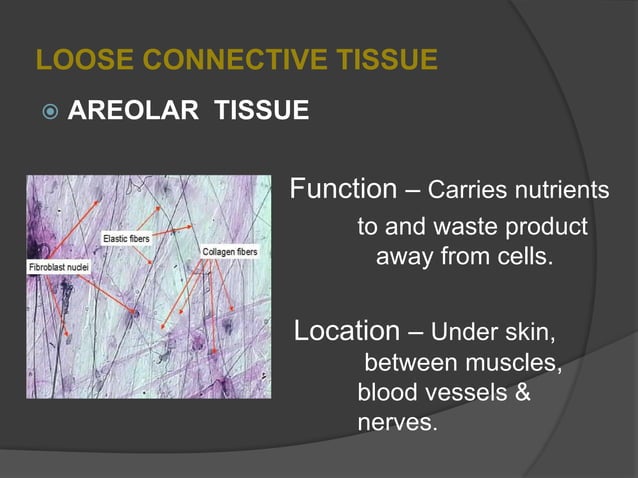 Tissue level of organization.pptx | Free Download