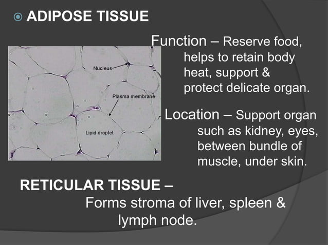 Tissue level of organization.pptx | Free Download
