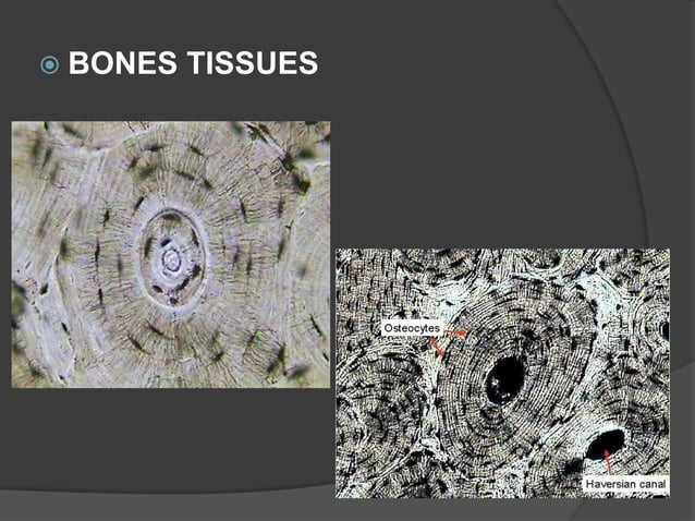 Tissue level of organization.pptx | Free Download