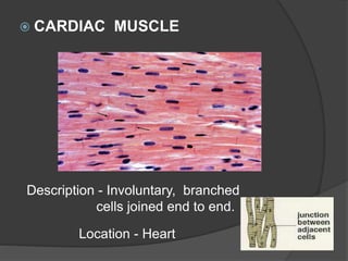 Tissue level of organization.pptx