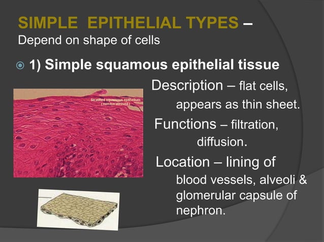 Tissue level of organization.pptx