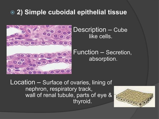 Tissue level of organization.pptx | Free Download
