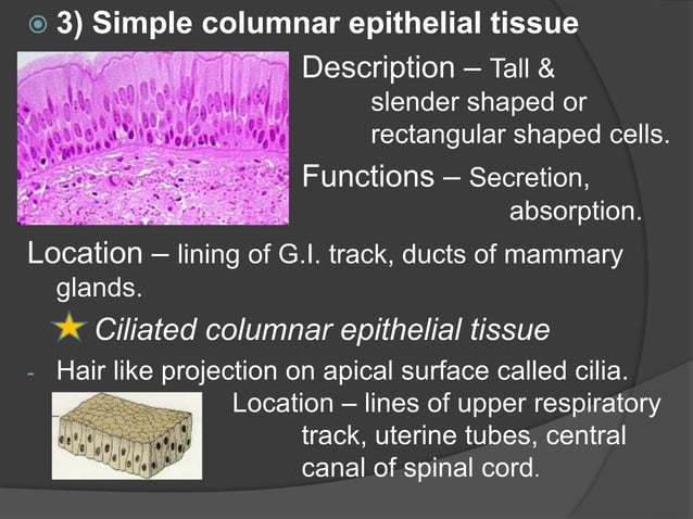 Tissue level of organization.pptx | Free Download