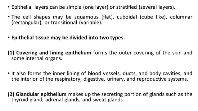 Tissue level of organization.pdf
