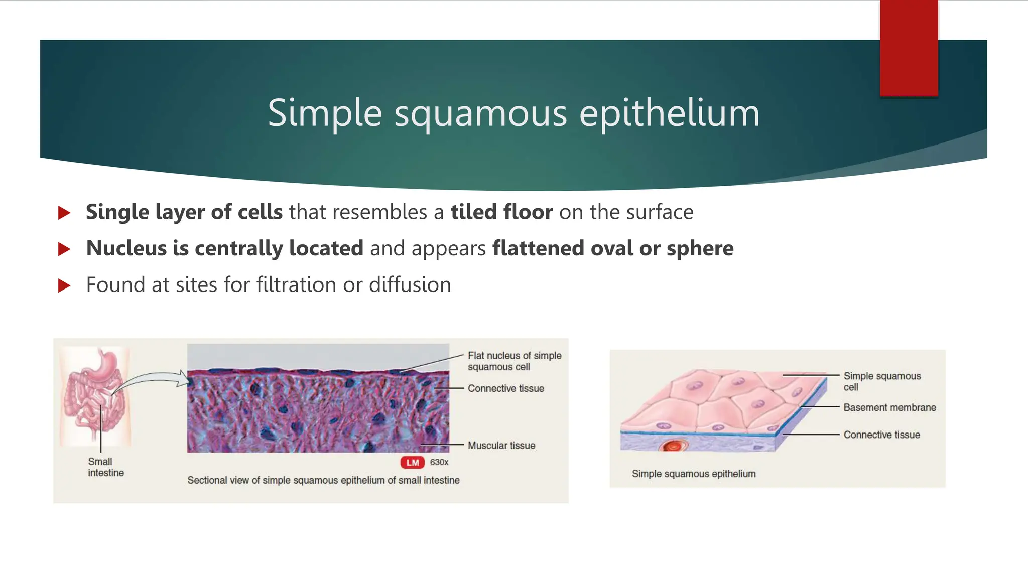 The Tissue level of organization .pptx