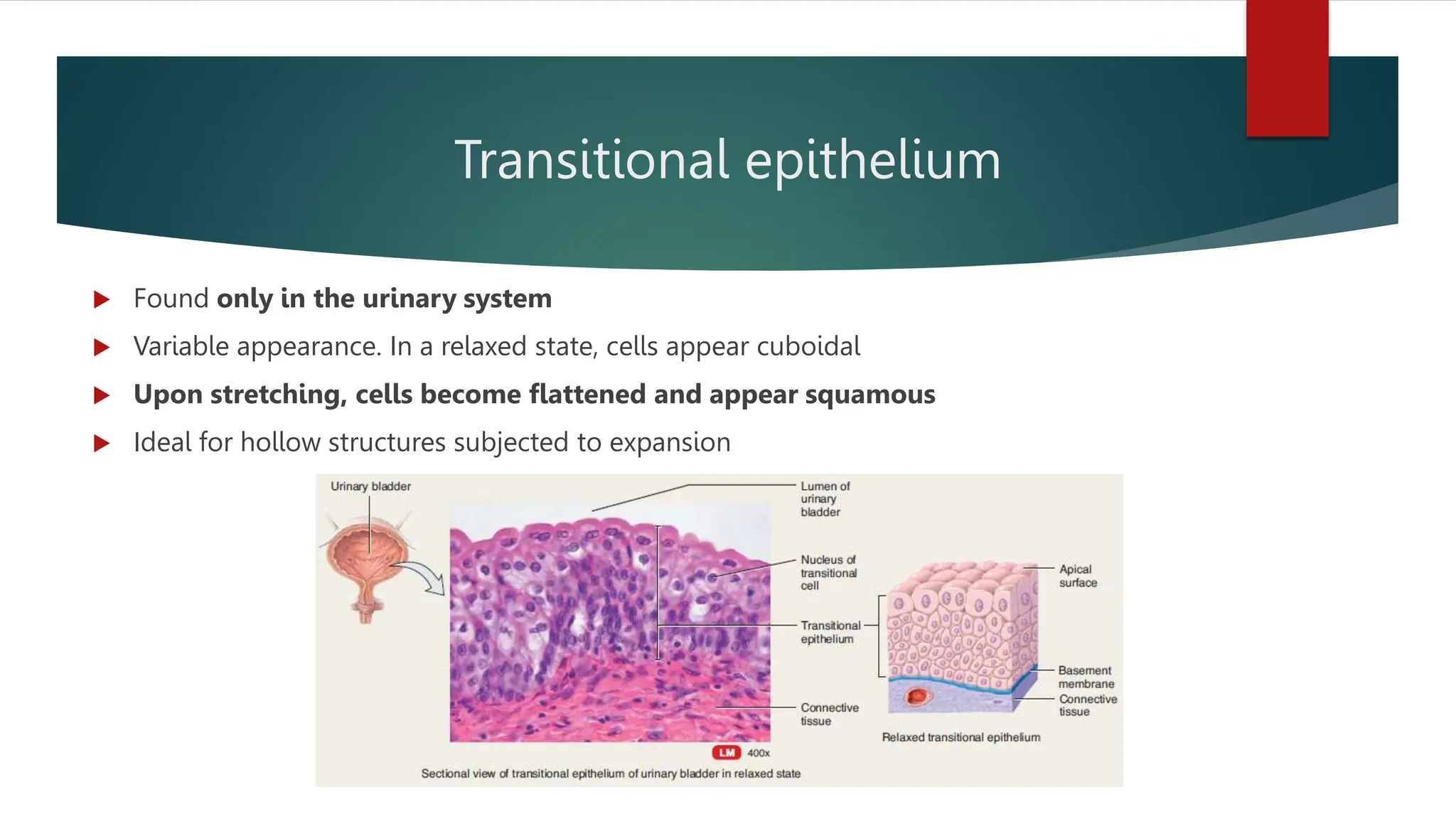 The Tissue level of organization .pptx
