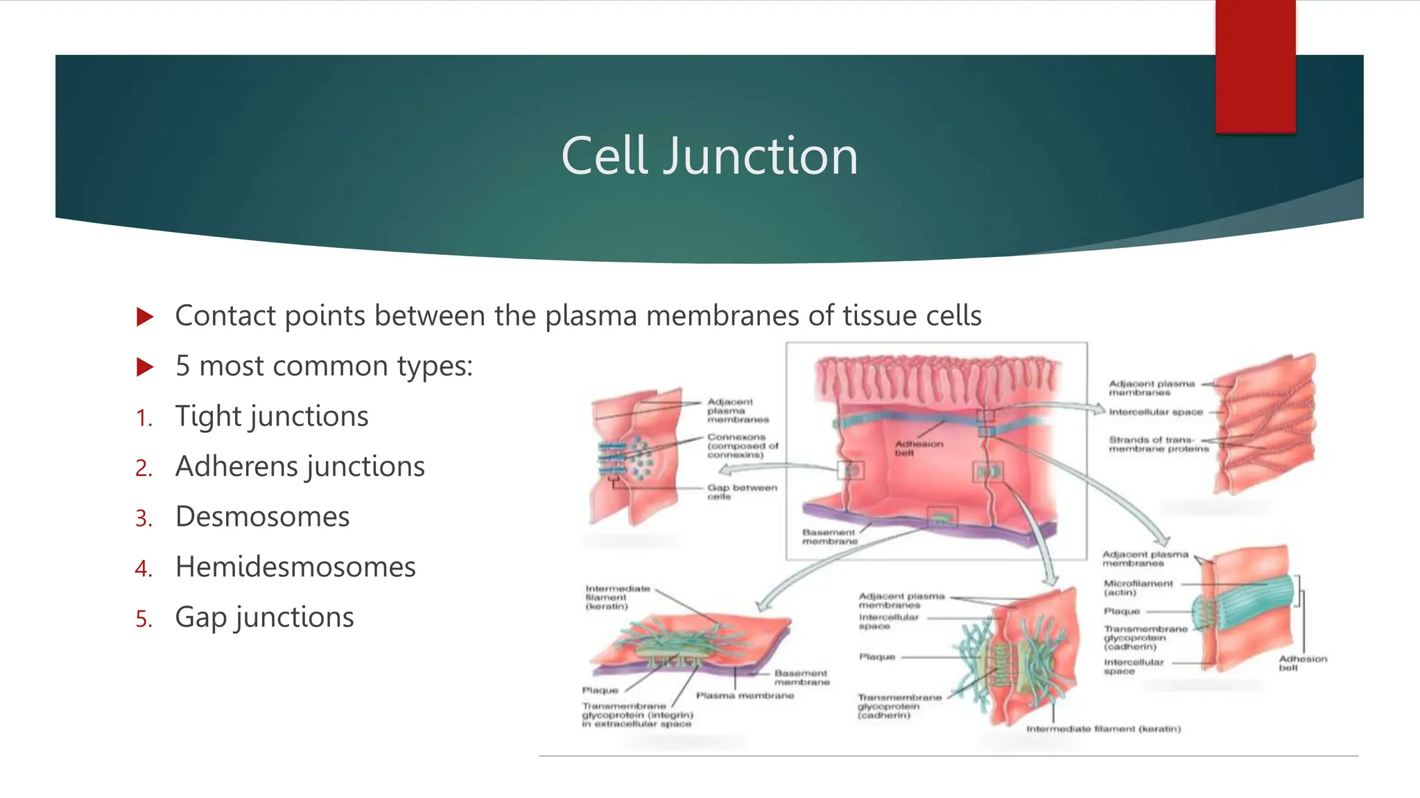 The Tissue level of organization .pptx