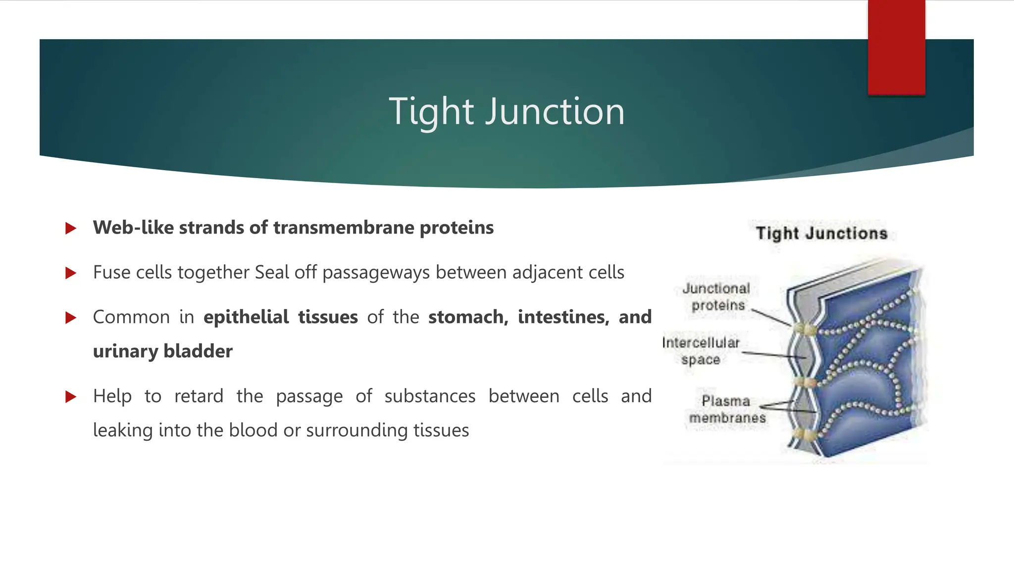 The Tissue level of organization .pptx