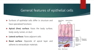 The Tissue level of organization .pptx