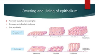 The Tissue level of organization .pptx