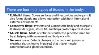 Tissue level of Organization First Year B. Pharm Semester 1 | PPTX