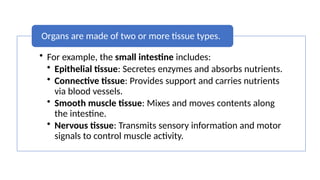 Tissue level of Organization First Year B. Pharm Semester 1 | PPTX