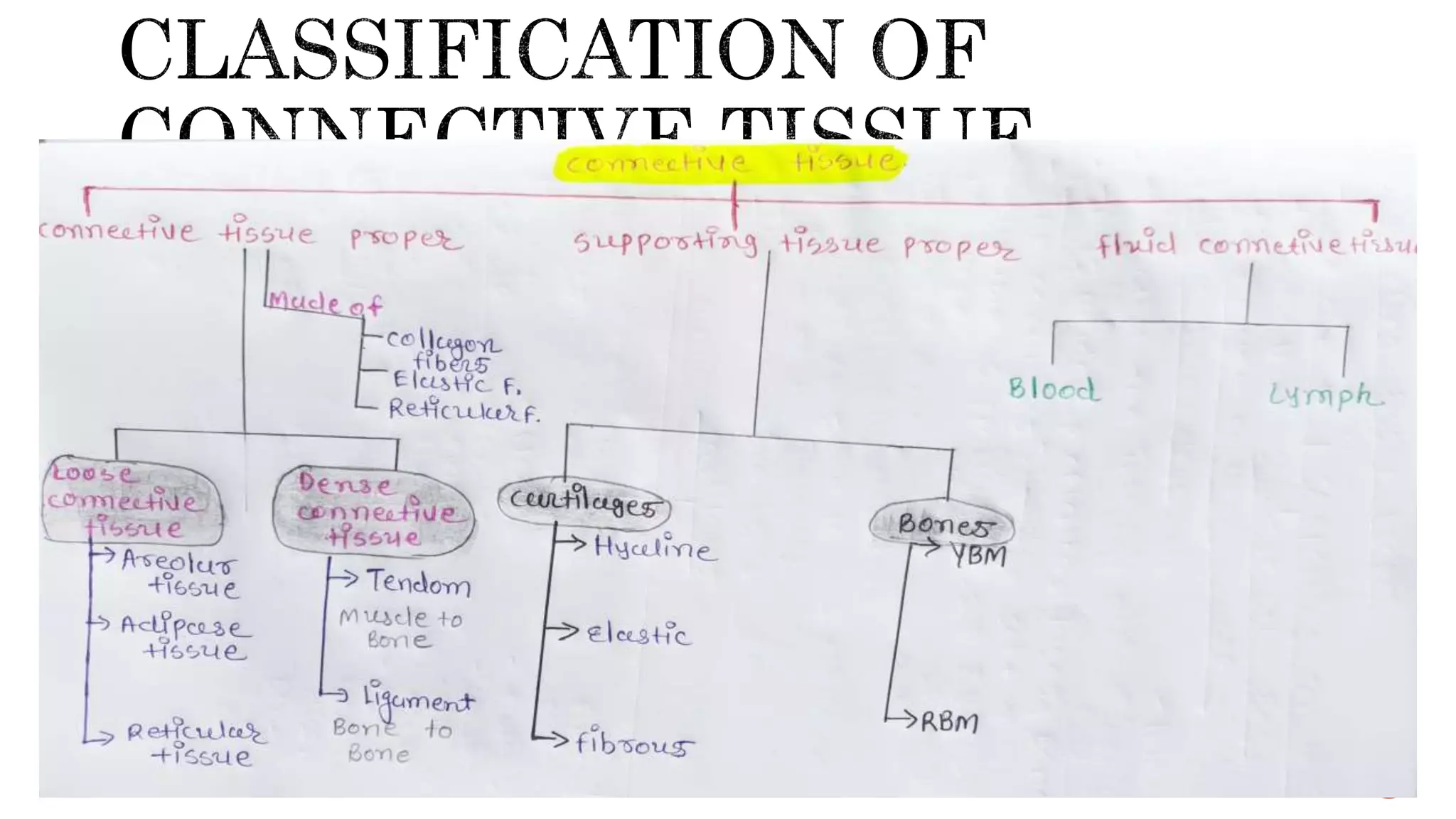 Tissue level organisation by KH pharmacoding.pptx