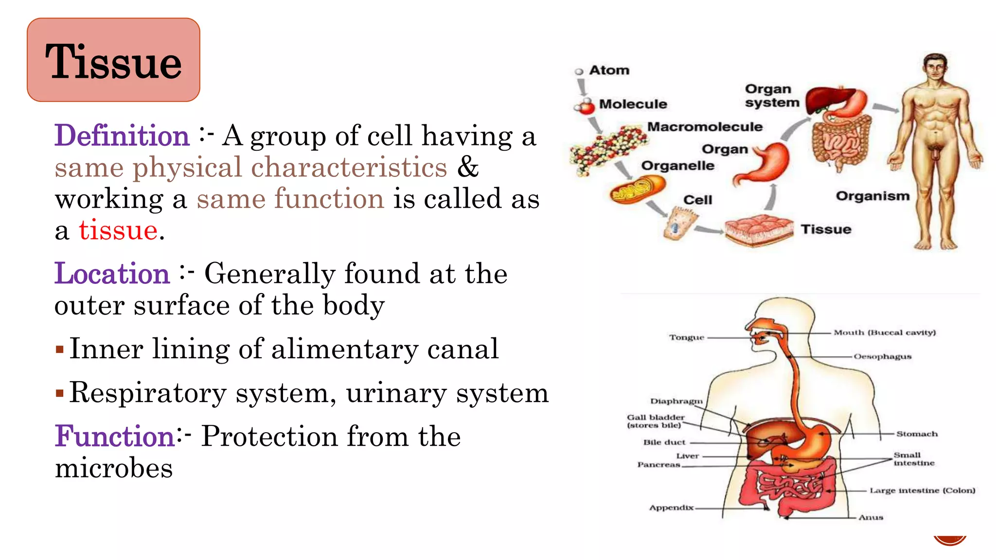 Tissue level organisation by KH pharmacoding.pptx