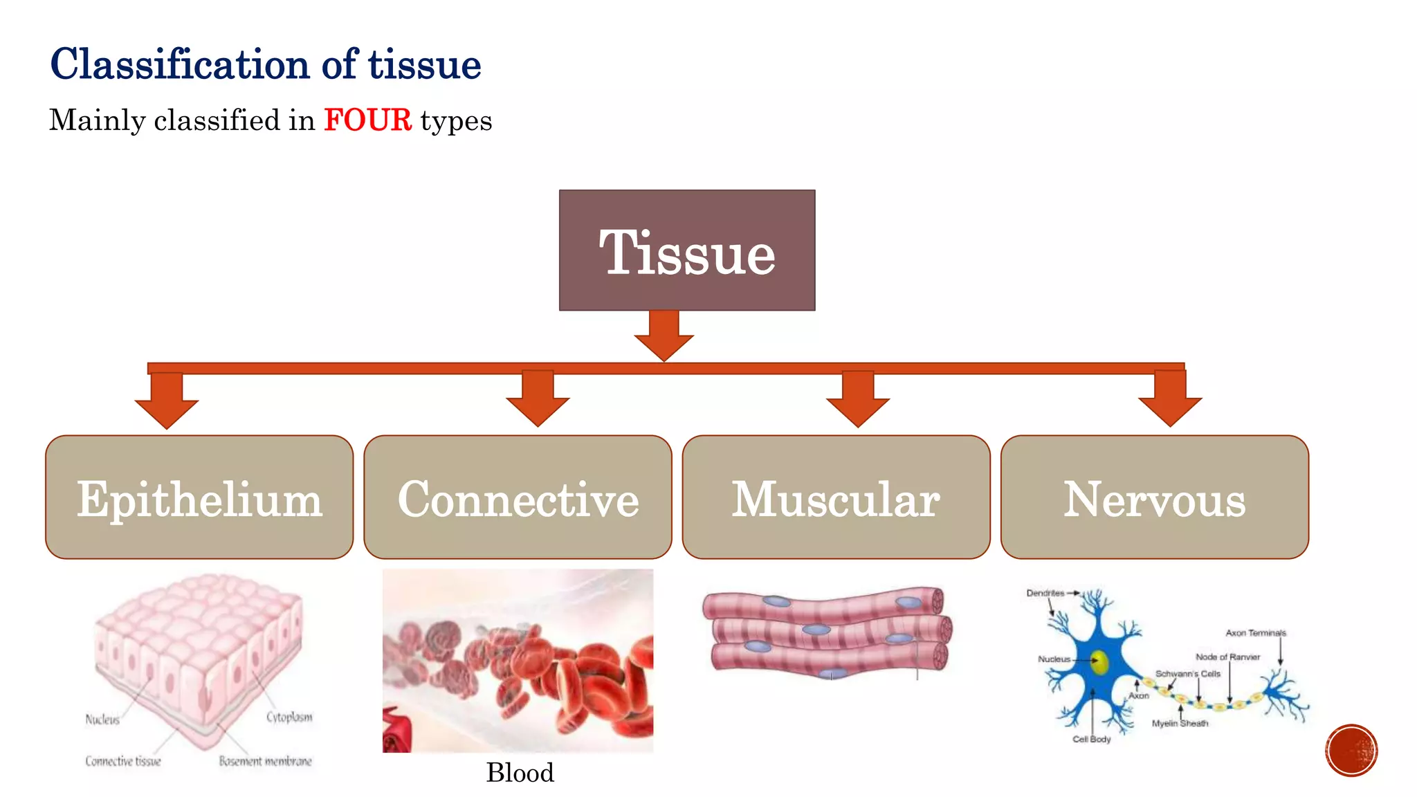 Tissue level organisation by KH pharmacoding.pptx