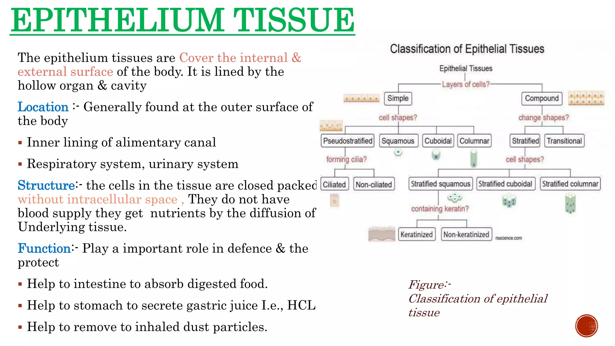 Tissue level organisation by KH pharmacoding.pptx
