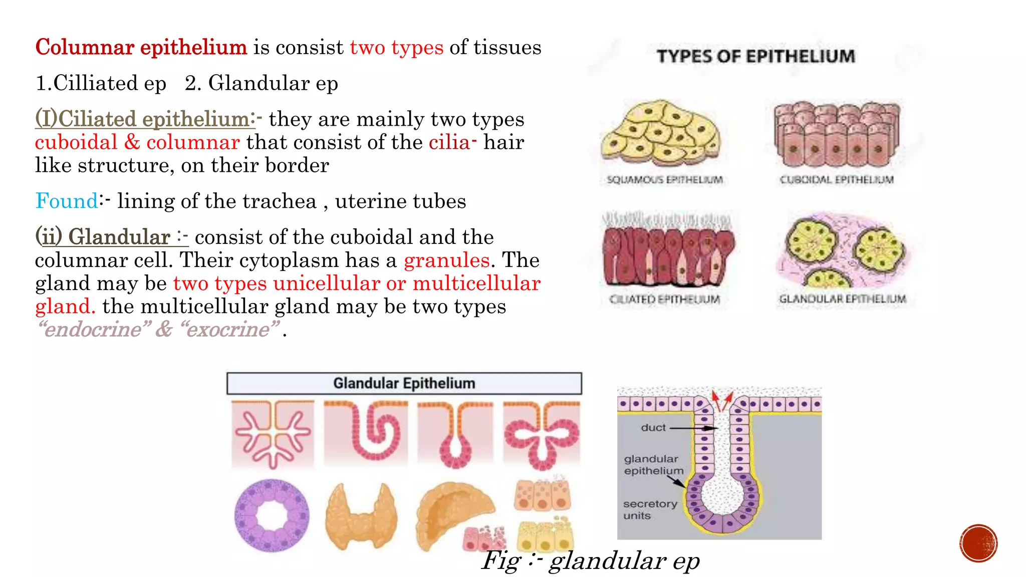 Tissue level organisation by KH pharmacoding.pptx