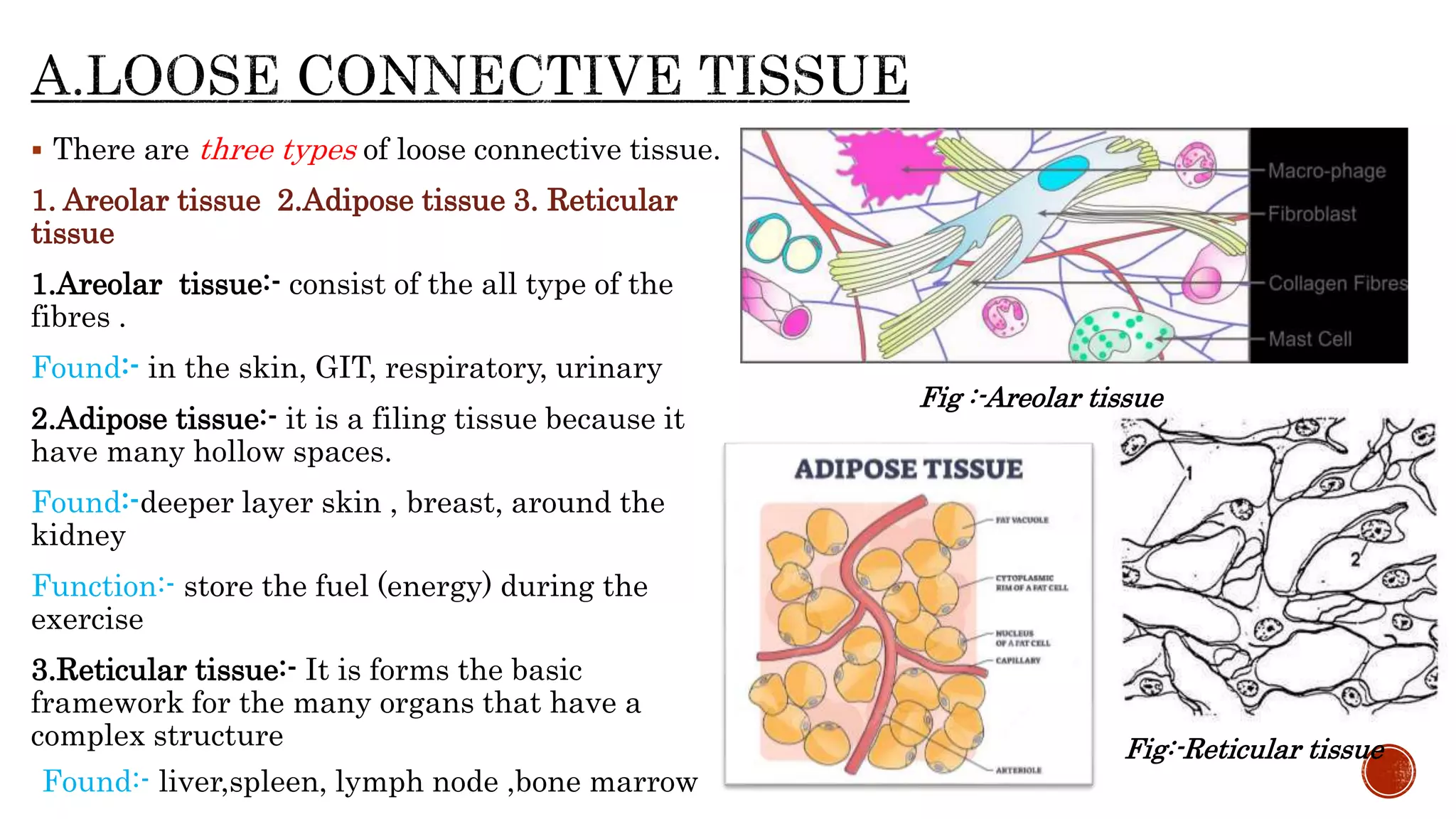 Tissue level organisation by KH pharmacoding.pptx