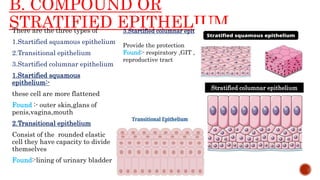 Tissue level organisation by KH pharmacoding.pptx