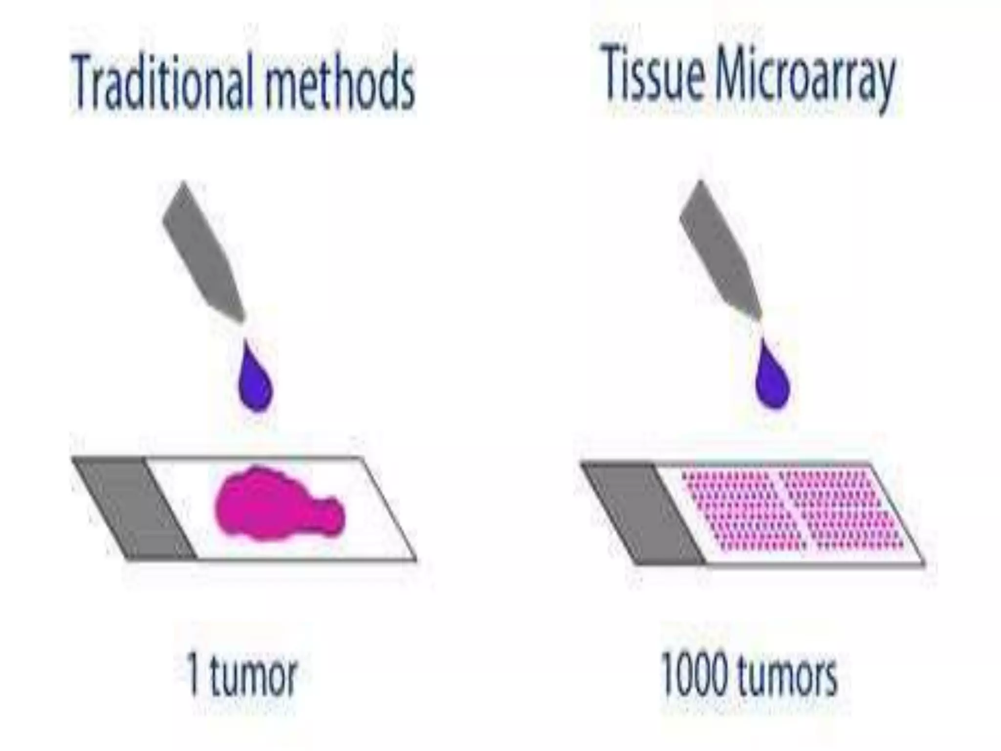 Tissue Microarray Presentation Pptx