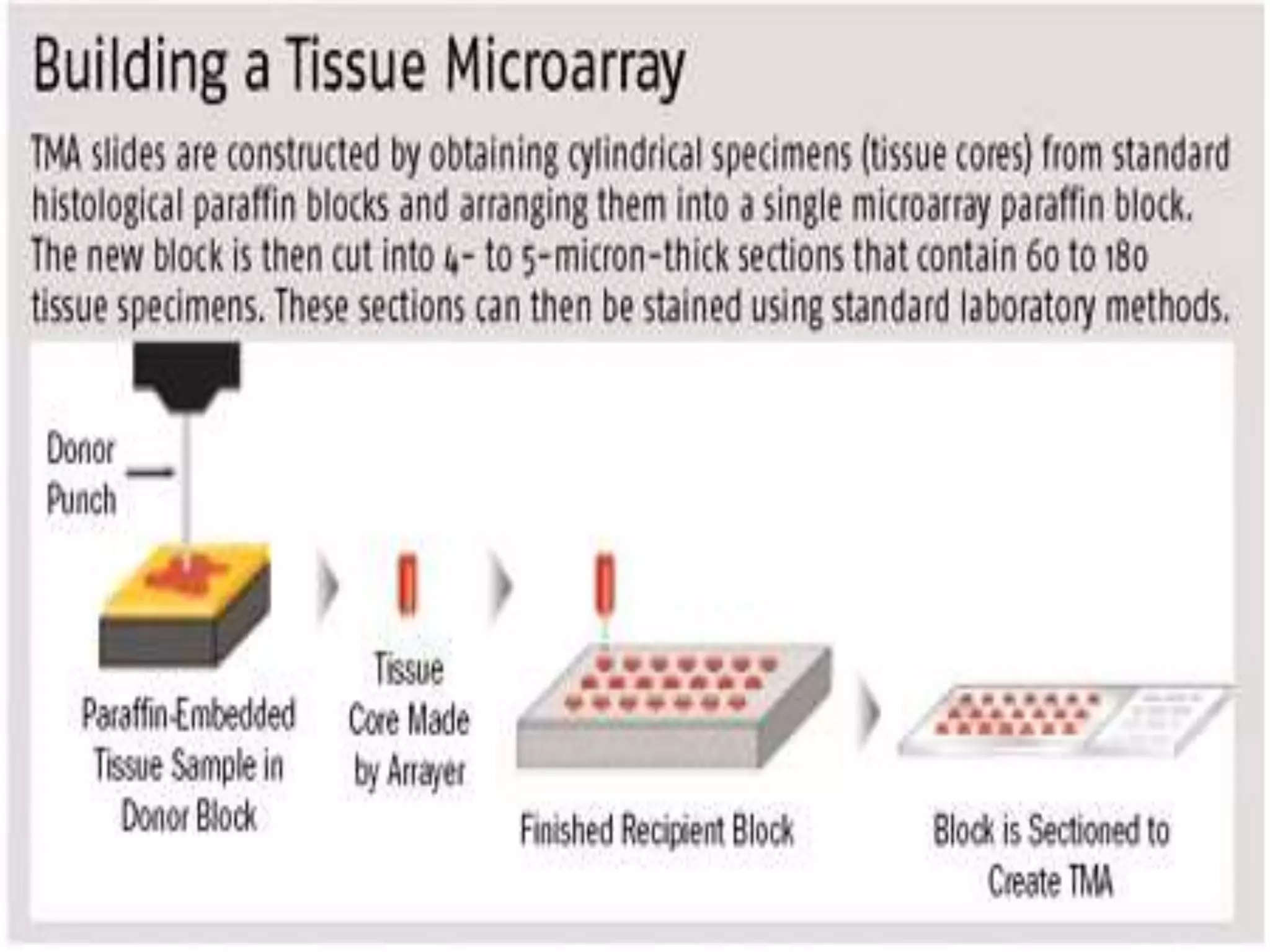 Tissue Microarray Presentation Pptx