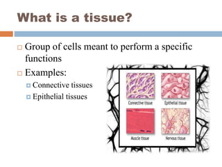 Tissue nano transfection | PPTX