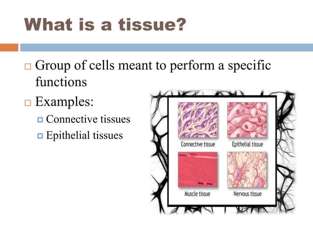 Tissue nano transfection | PPTX | Biological Sciences | Science