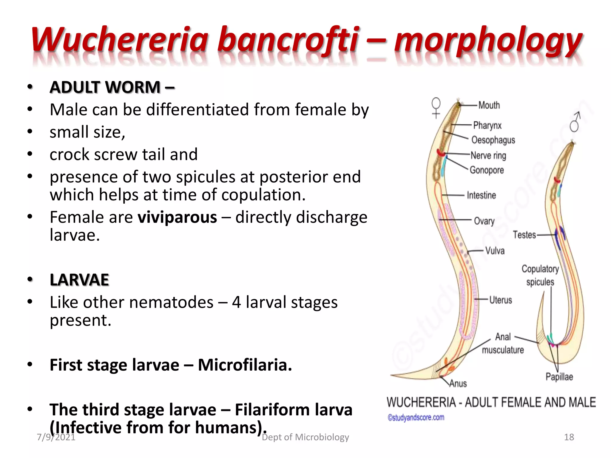 Tissue nematodes | PPTX