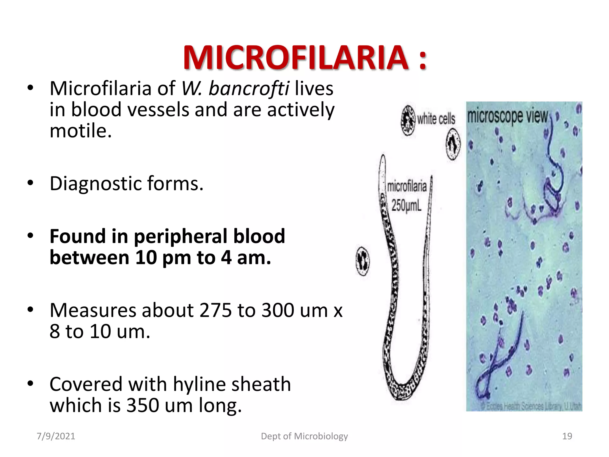 Tissue nematodes | PPTX