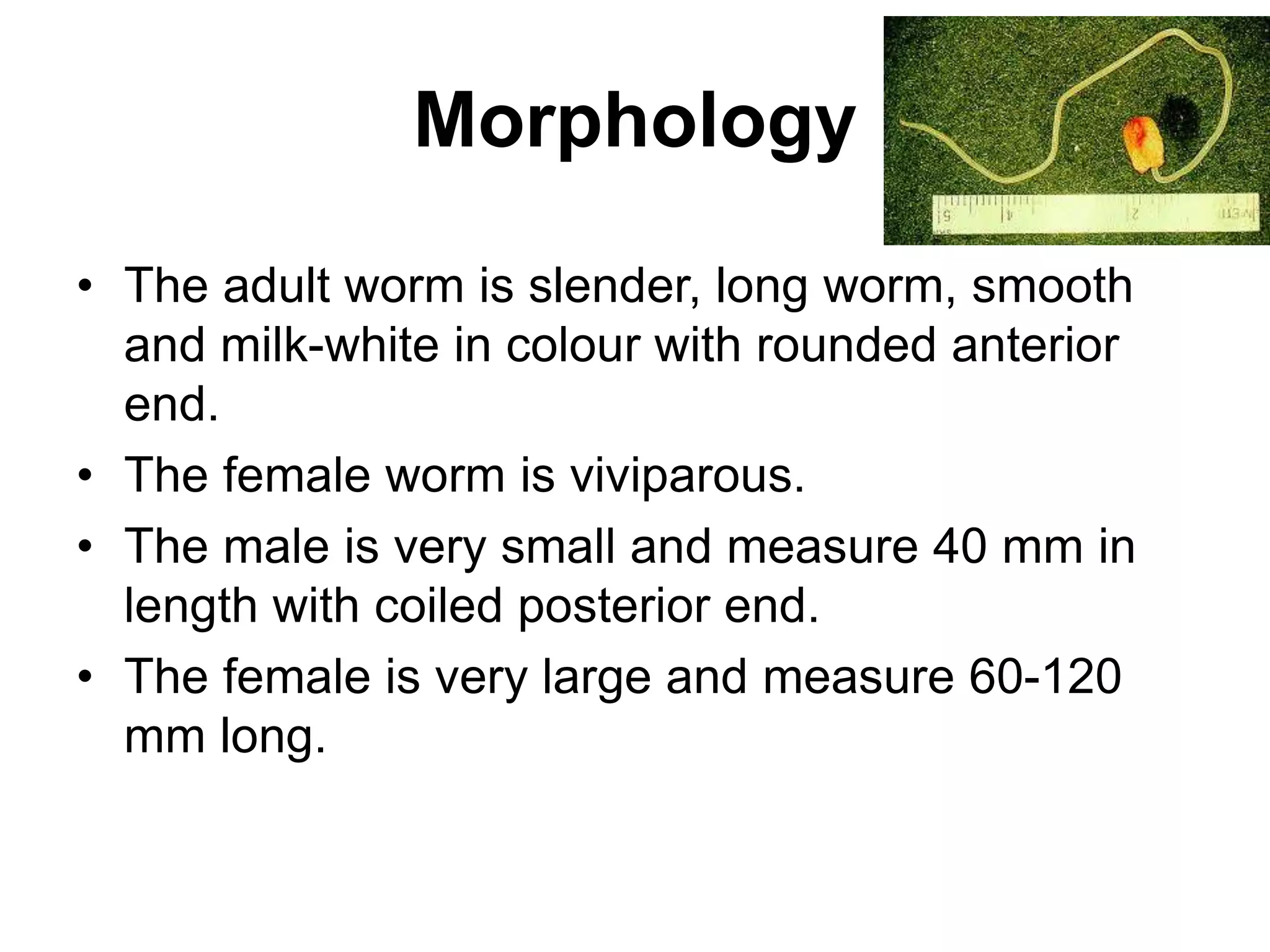 Tissue nematodes 8 (1).pptx