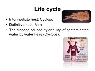 Tissue nematodes 8 (1).pptx
