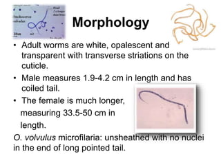 Onchocerciasis (Onchocerca volvulus) | PPTX
