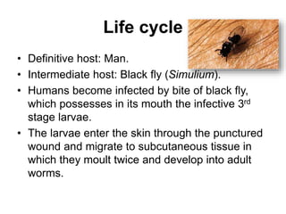 Onchocerciasis (Onchocerca volvulus) | PPTX