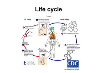 Onchocerca Volvulus Life Cycle