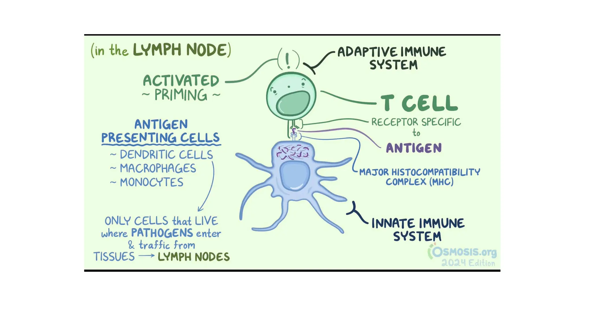 Tissues of the Immune System - Immunology.pptx