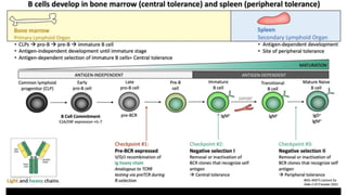 Tissues of the Immune System - Immunology.pptx