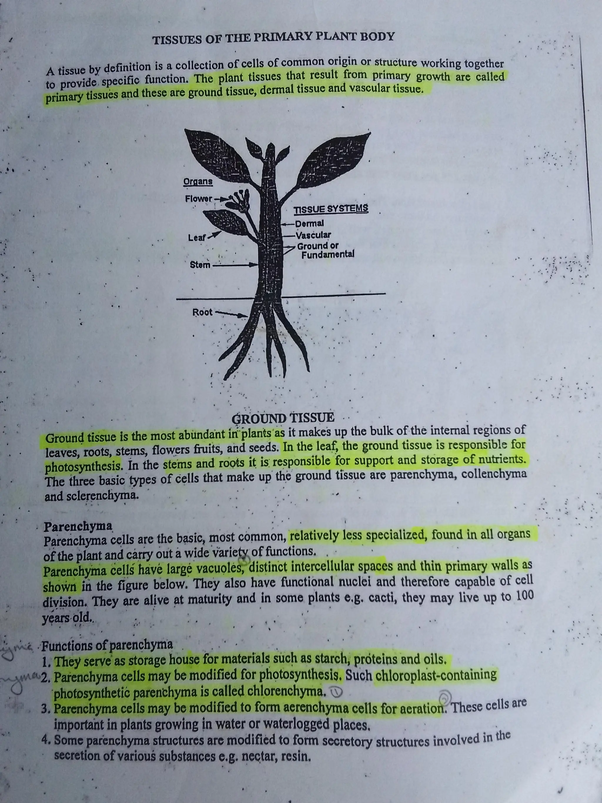 Tissue of the primary plant body.pdf pdf | PDF
