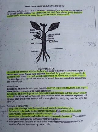 Tissue of the primary plant body.pdf pdf | PDF | Biological Sciences ...