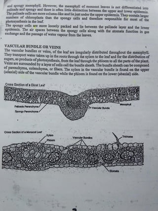 Tissue of the primary plant body.pdf pdf | PDF