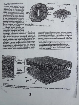 Tissue of the primary plant body.pdf pdf | PDF