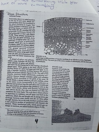 Tissue of the primary plant body.pdf pdf | PDF