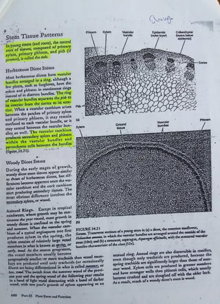 Tissue of the primary plant body.pdf pdf | PDF