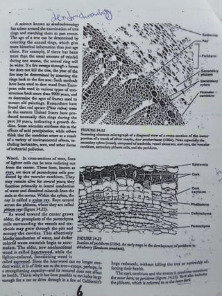Tissue of the primary plant body.pdf pdf | PDF