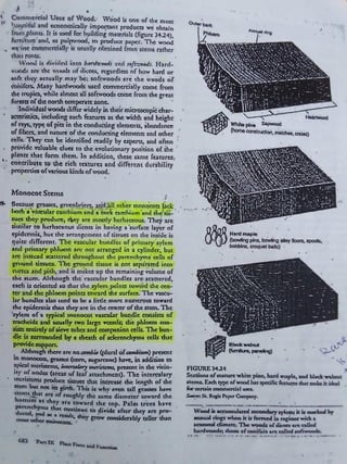Tissue of the primary plant body.pdf pdf | PDF