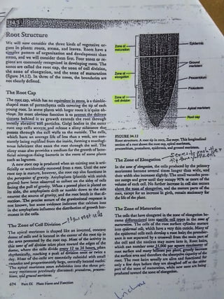 Tissue of the primary plant body.pdf pdf | PDF